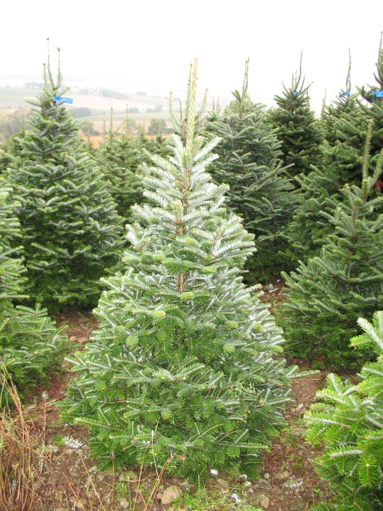 Premium Fraser Fir – Bolton Christmas Trees